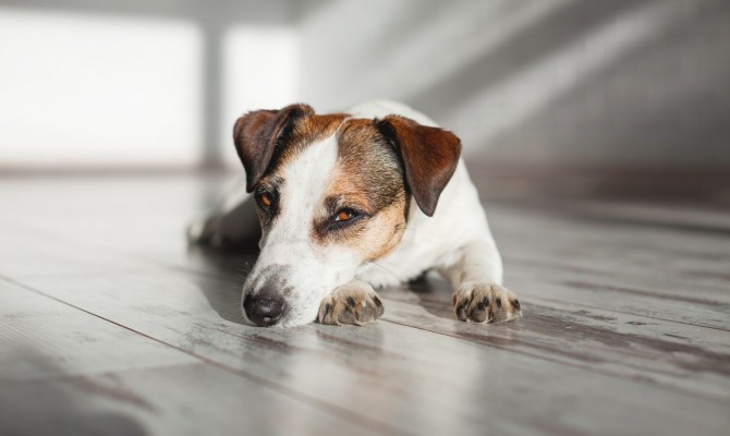 GOPet | Petshop - Farmacie Veterinară Online